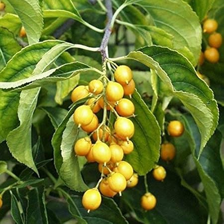 SHOP 360 GARDEN Oroxylum indicum, Indian Trumpet Flower, Tree of ...