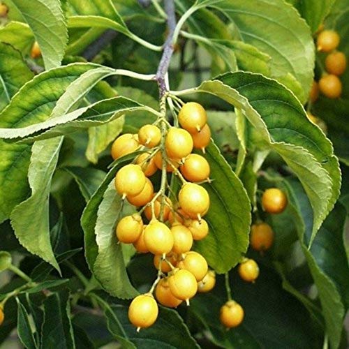 SHOP 360 GARDEN Medicinal Plant Seeds for Growing - Celastrus ...