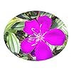 Amazon.com : Purple Princess Tree - Tibouchina granulosa - Live ...