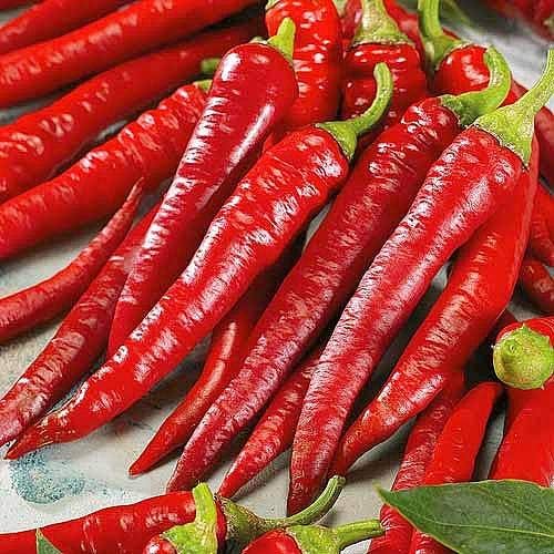 Seeds4planting – Semillas Chili Pepper Fire Hot Long Red Chilli ...