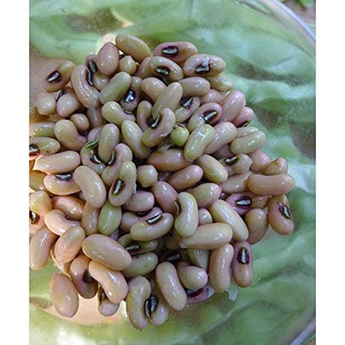 Amazon.com: Big Boy Cowpea - Good for Fresh use, Freezing or Canning ...