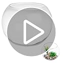 Amazon.com : GANAZONO Office Decor Glass Vase Glass Fish Bowl Clear Terrarium Globe Flower Vase ...