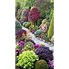 6 x Flowering Shrub Plants Mix – Year Round Colour & Hardy Outdoor ...
