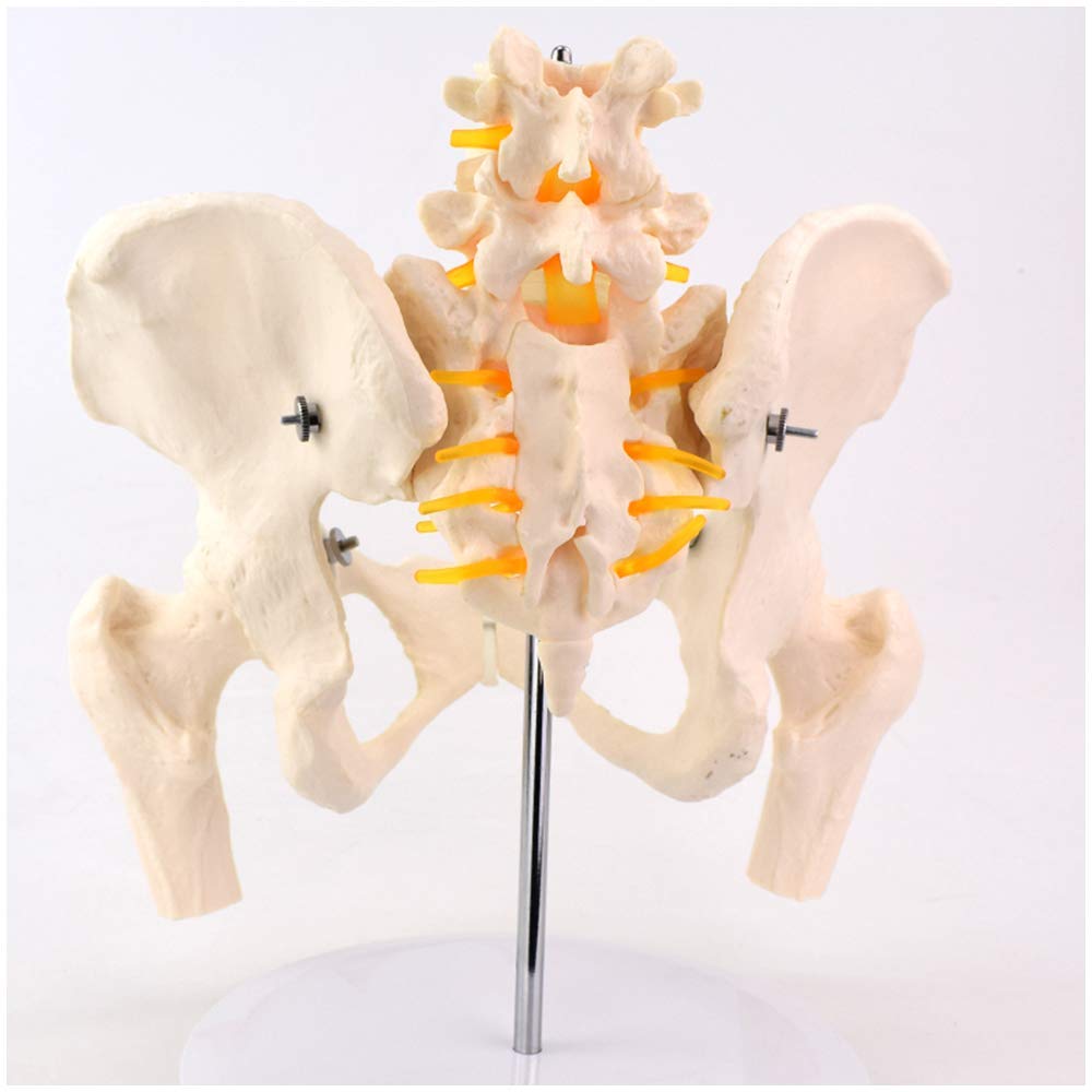 Buy XIEZI Pelvic Model Medicine Female Pelvis Model Medical Science ...