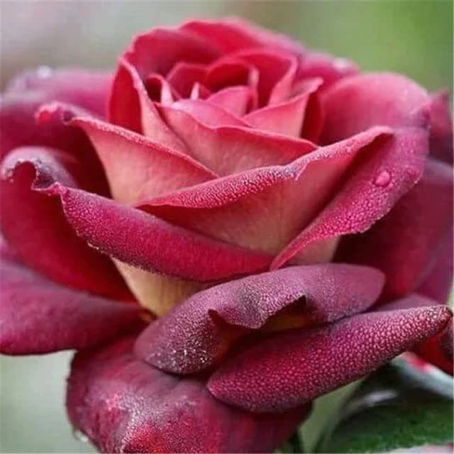 Nursery Live Rare Rose " Variety : 20" Exotic 20 Seeds for Growing ...