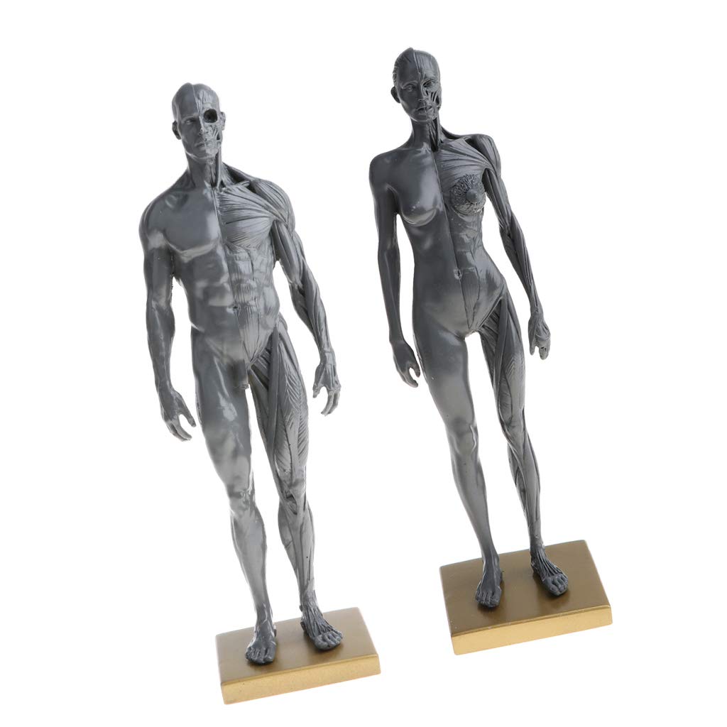 Buy FLAMEER 11 Inch Resin Female and Male Anatomy Figure Model, Human ...