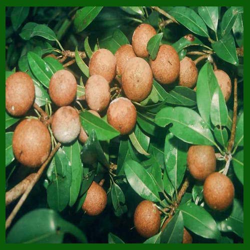 Aggarwal Plantation Thai All Season Chikoo Live Plant : Amazon.in ...