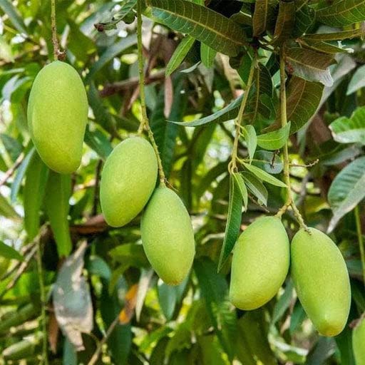 Amrapali mango tree plant (1 healthy live plant) : Amazon.in: Garden ...