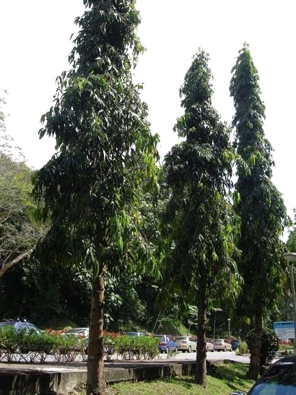 PLANT ROPAN Dwarf Ashoka Tree/Devdar/Debdaru Double Thai Variety ...