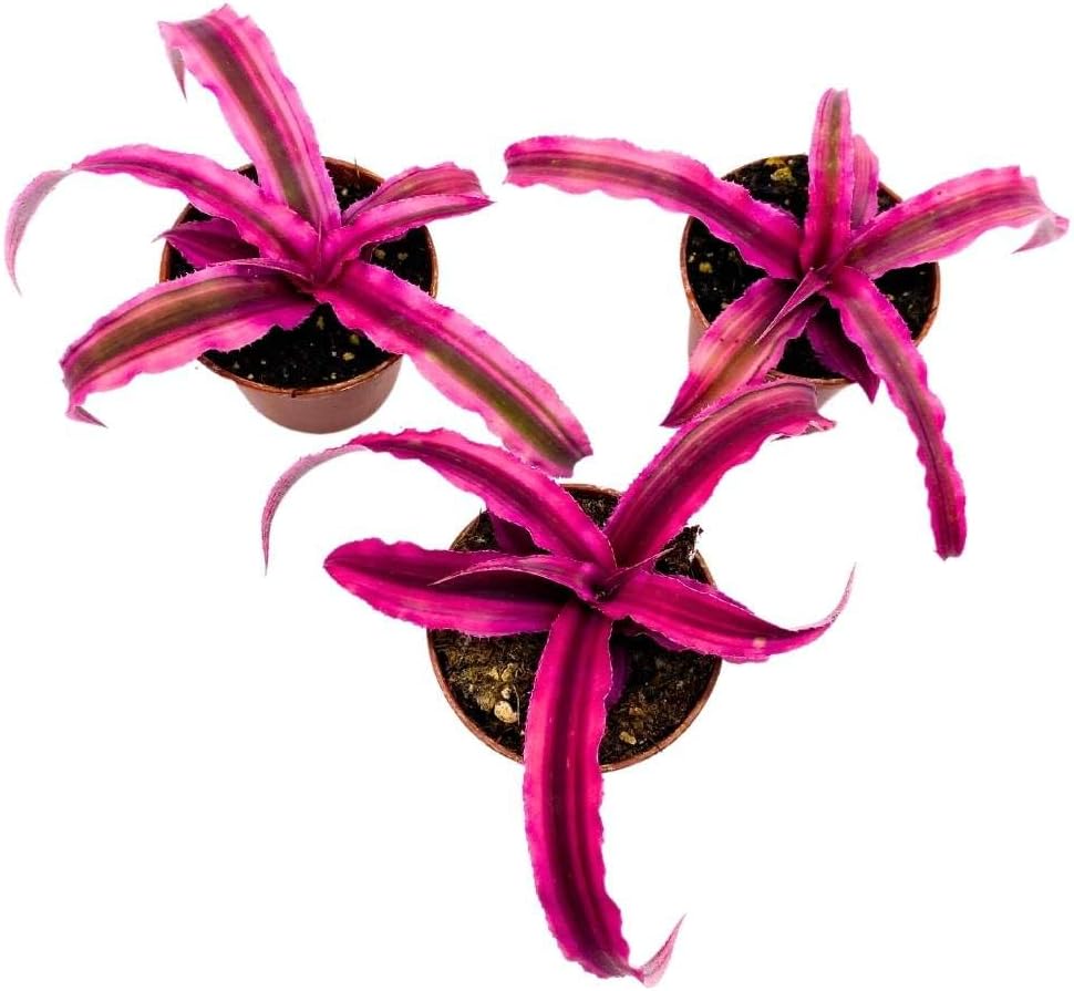 Amazon.com : BubbleBlooms Cryptanthus Bivittatus, 2 inch Set of 3 ...