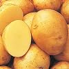 Amazon.com : Generic Yukon Gold Potatoes for Planting, Fresh Seed ...