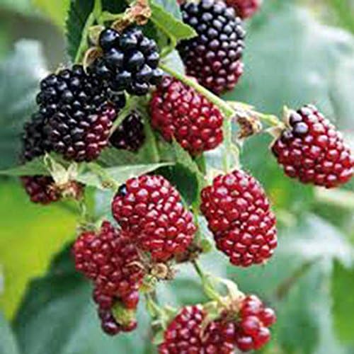 Amazon.com : BOYSENBERRY THORNLESS, Boysenberry, Boysenberries, Fruits ...