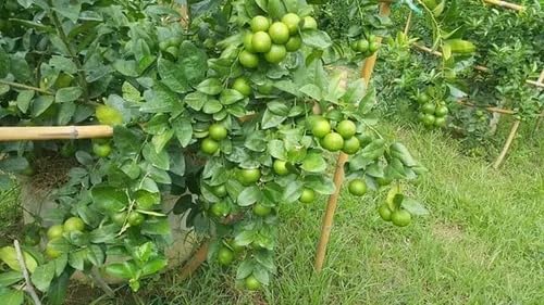 Original Live Thai All Time Hybrid PAti Lemon Air - Layering Pati ...