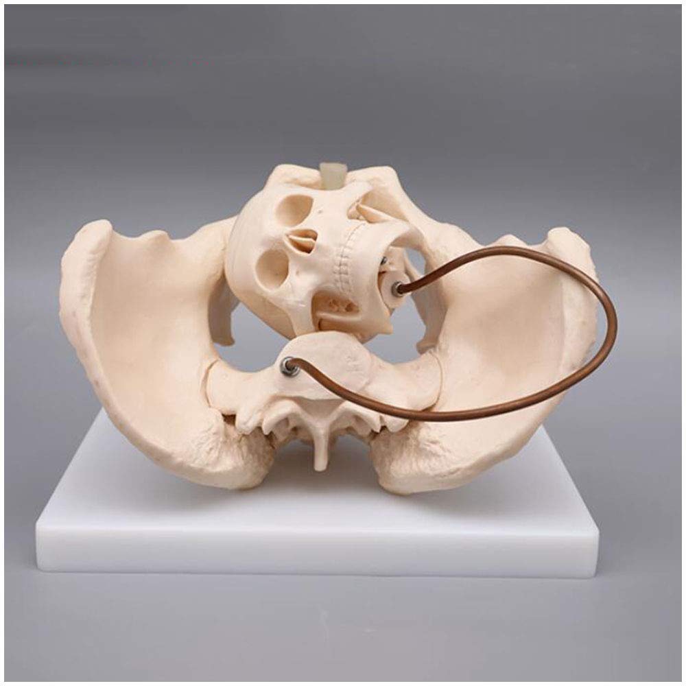 Buy XIEZI Pelvic Model Medicine Pelvic Skeleton Anatomical Model Pelvis ...
