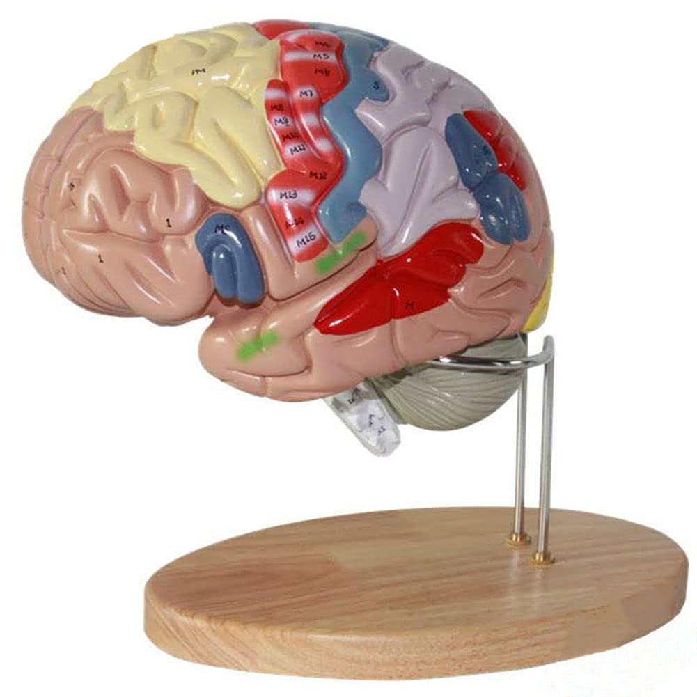 Buy BEAGHTY Human Brain Model Anatomy, Color-Coded 4 Parts 1:2 ...