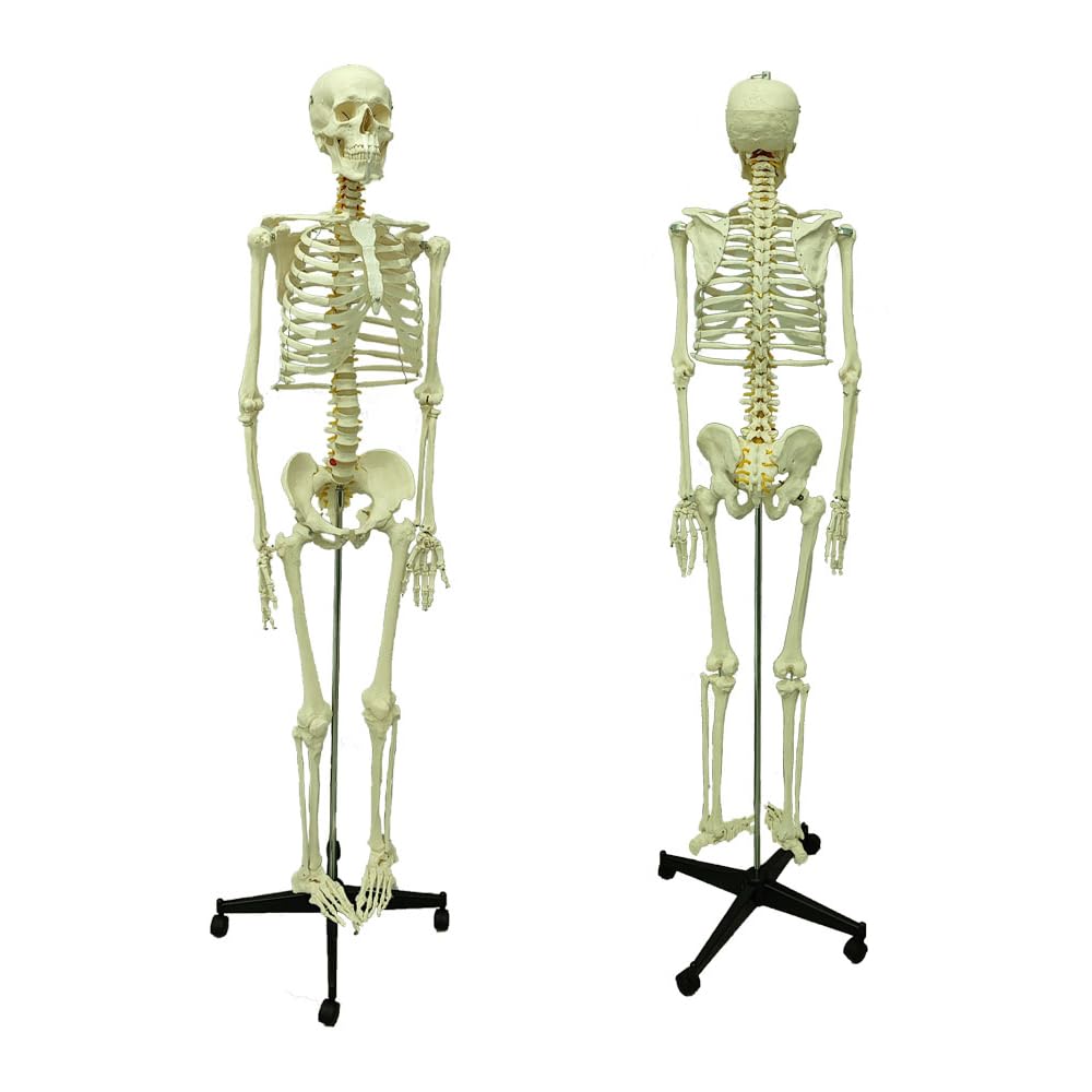 Skeleton Models For Teaching