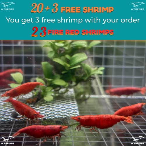 Red Cherry Shrimp Colony