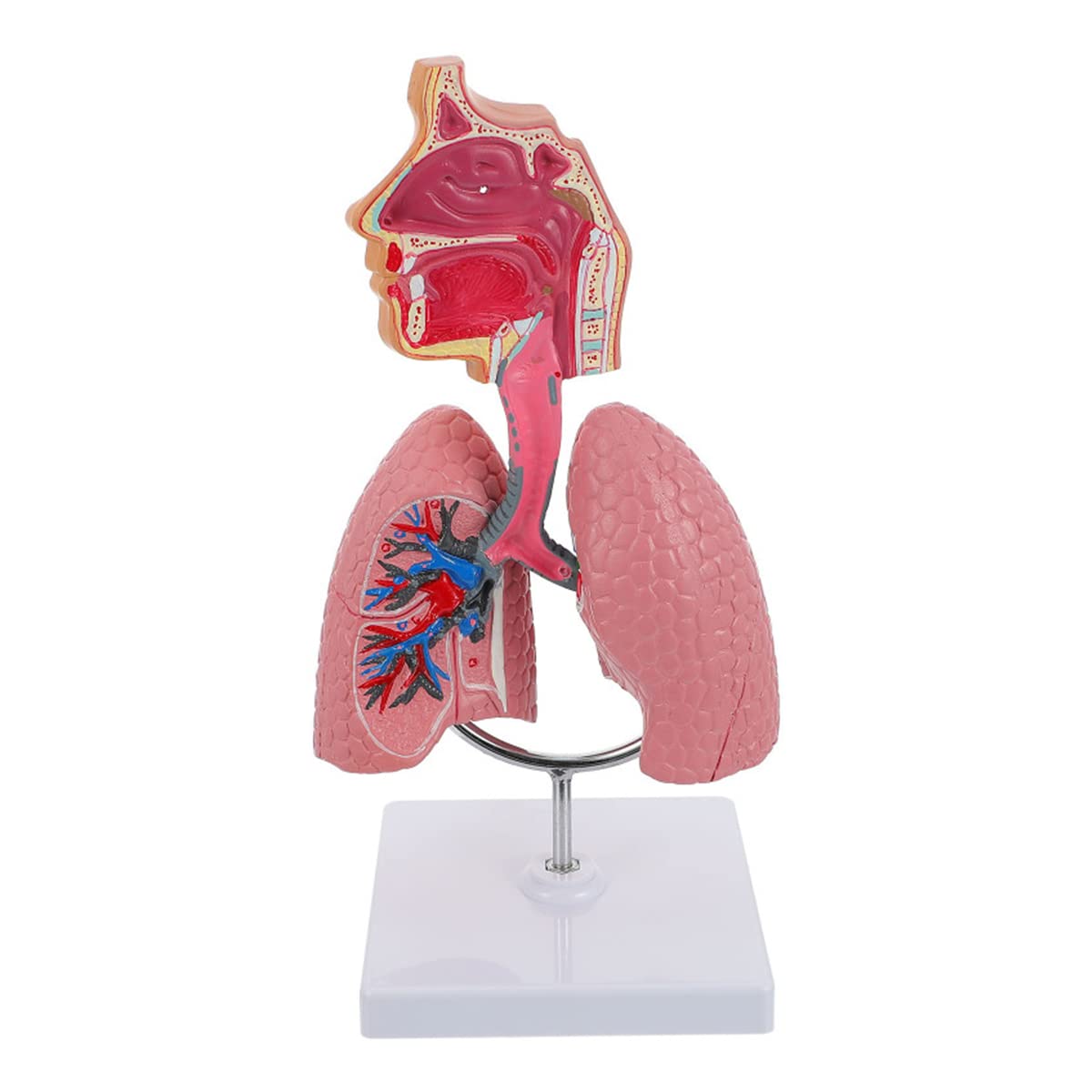 Human Respiratory System Model