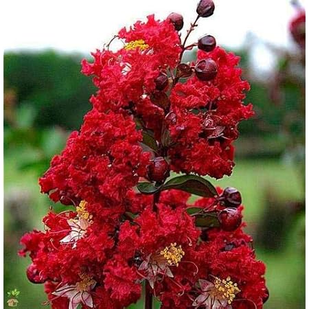 Siam Garden Exotic Red Rocket Crape Myrtle Dwarf Lagerstroemia Red ...