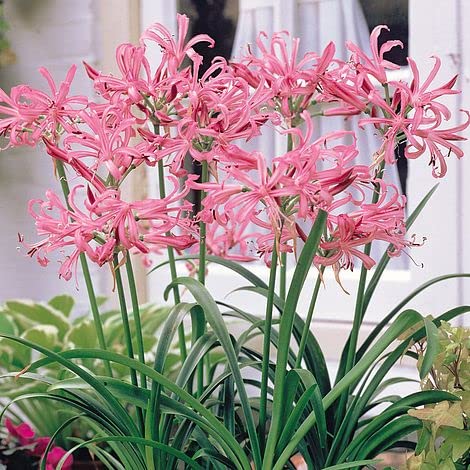Nerine Lily Flower Set of 2 Bulbs By Zabbus : Amazon.in: Garden & Outdoors