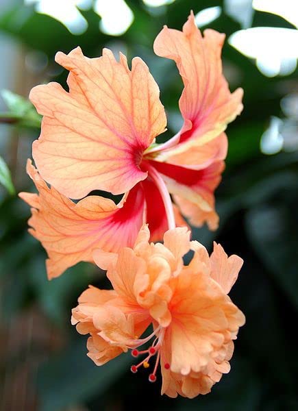 OXY GREEN PLANT® Australian Hibiscus,Jaba,Jasvandi, Gurhal, Chinese ...