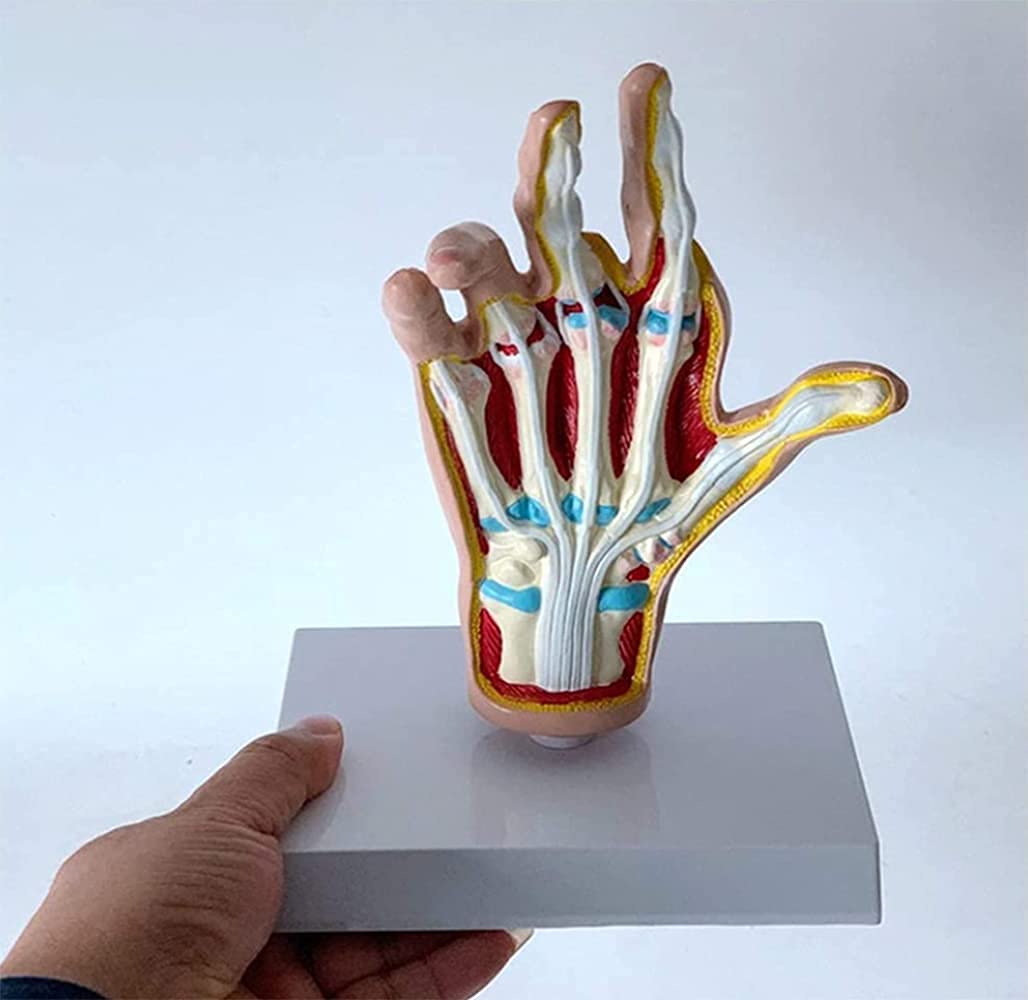 Model Of Anatomy Of The Hand Model Of Anatomy Human | Desertcart KSA