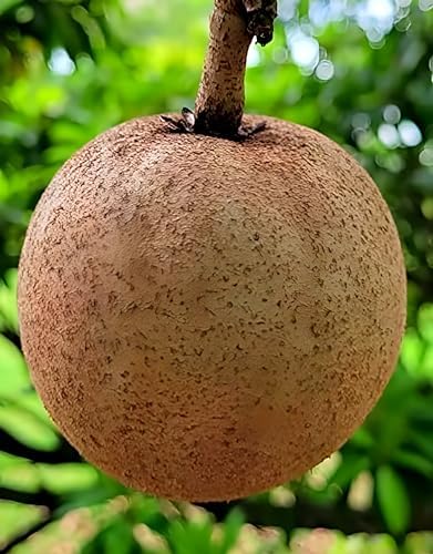 RADHA RANI PLANT HOUSE -Hybrid Thai All Time Sweet Big Size Sapota ...