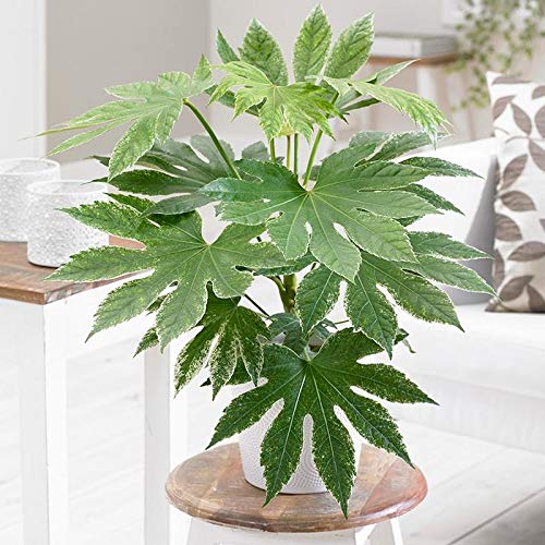 Plants Point Exotic Garden Live Plant Ball Aralia, Aralia Bush Green ...