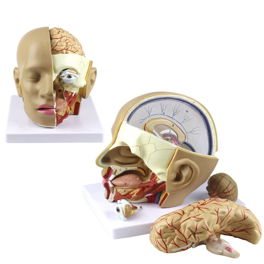 Buy BEAGHTY 9" Human Head and Brain Model, Life Size Head Skull Brain ...