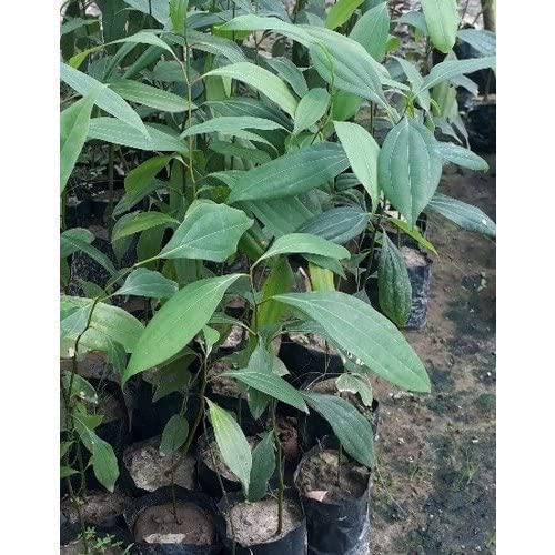 Trendygreens Live Tejpat/Bay Leaf/Cinnamomum tamala Herbal Plan ...