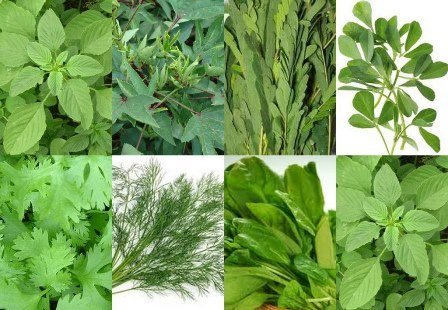 Leafy Veggie Seeds Combo-Tulsa, bathua, Methi, dhaniya, SOYA, palak ...