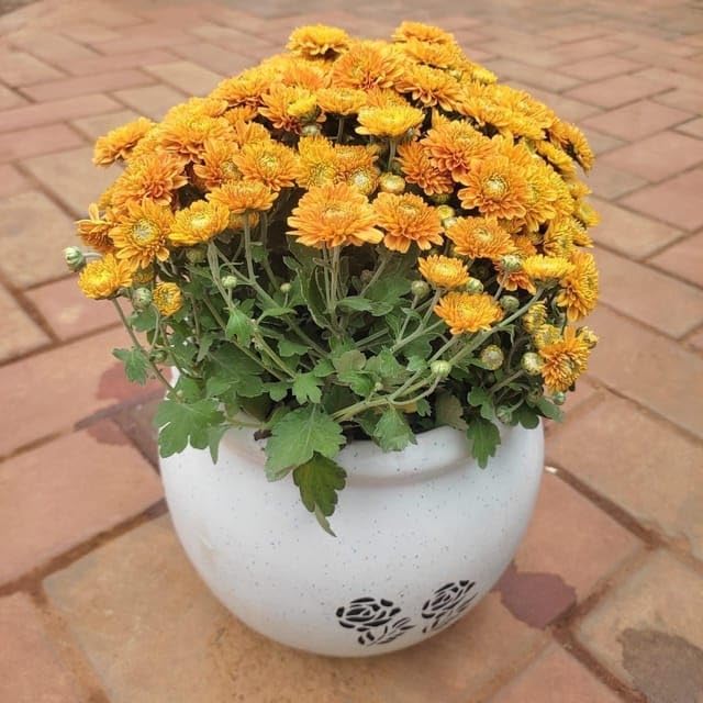 Chrysanthemum growing season Guldaudi Planting And Care Colour in 8 ...