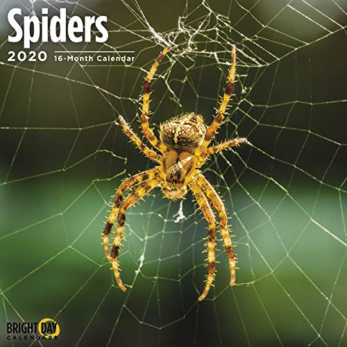 Buy Spiders Wall Calendar 2020 (Animal) Book Online at Low Prices in ...
