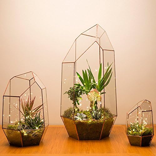 The Urban Botanist Copper Mega Gem Terrarium Trio (3 Terrarium with ...