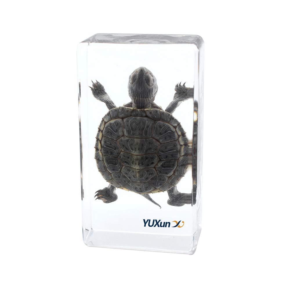 Cherish XT Real Marine Animal Trachemys scripta elegans Tortoise ...