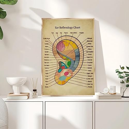 Amazon.com: Ear Reflexology Chart Poster, Ear Reflexology Poster ...