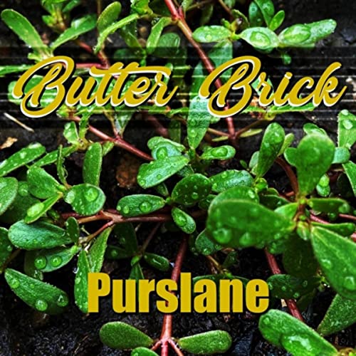 Amazon MusicでButter BrickのPurslaneを再生する