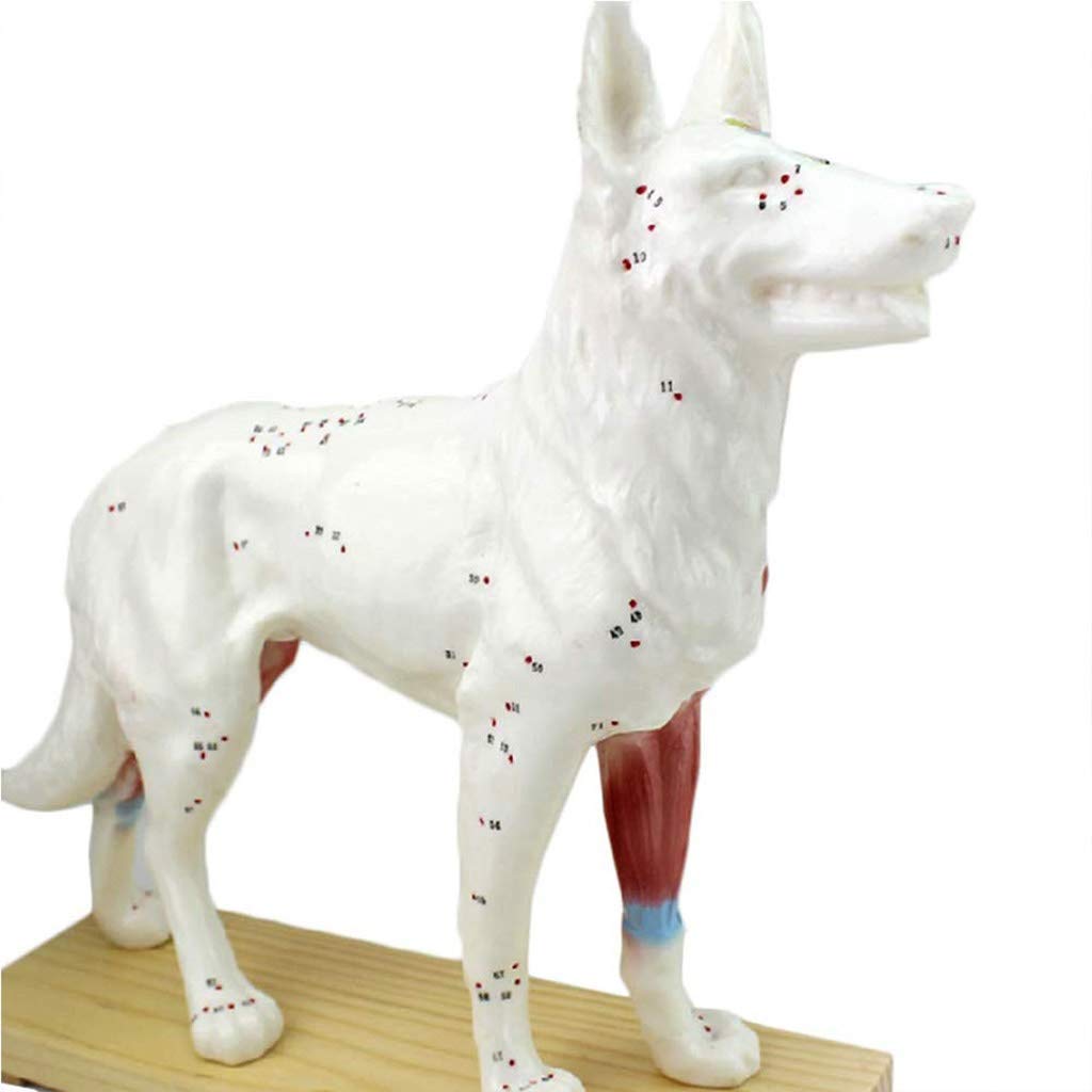 Buy Models Dog Anatomical Acupuncture Animal Anatomy Acupoint Lab Study ...