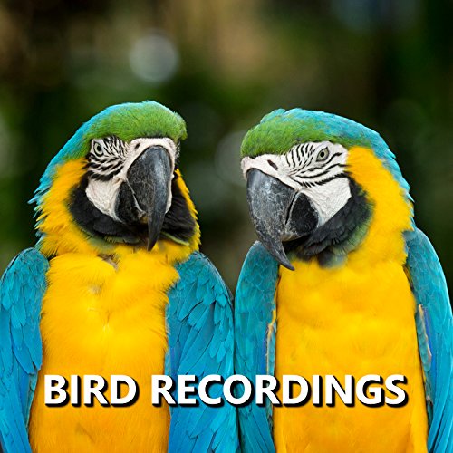 Amazon MusicでBird SoundsのBird Recordingsを再生する