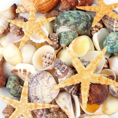 Amazon.com: 80+ Pcs Natural Seashells, Mixed Starfish Sea Shells for ...