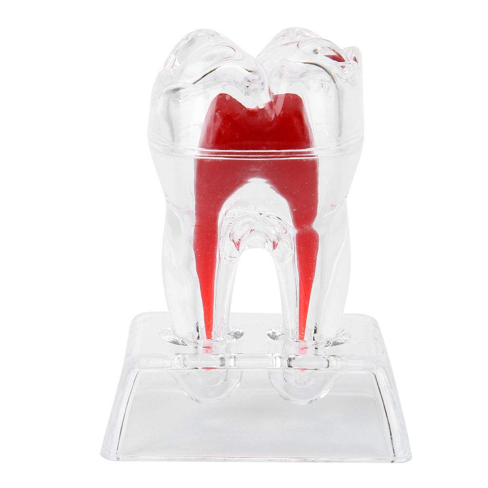 Snapklik.com : Teeth Demonstration Model, Dental Teaching Model, Dental ...