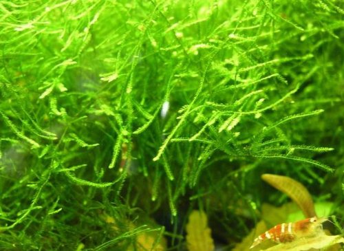 Java Moss Aquarium - The 15 best products in comparison - Aquaristics