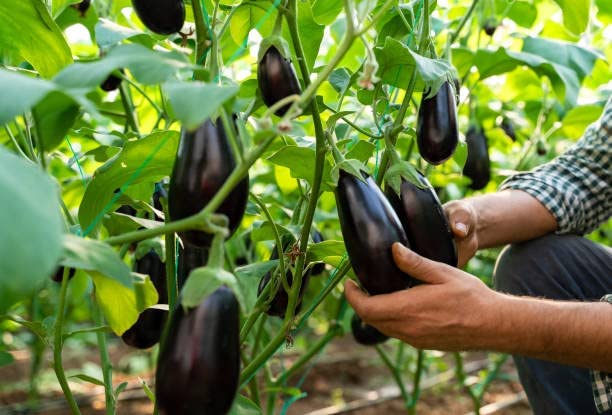 Sumit Greenery All Season Hybrid Baingan (Brinjal) Live Plant with Pot ...
