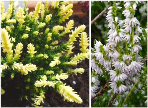 GrowOn Shrubs [x4] Scottish Heather Calluna Vulgaris 'Kirby White ...