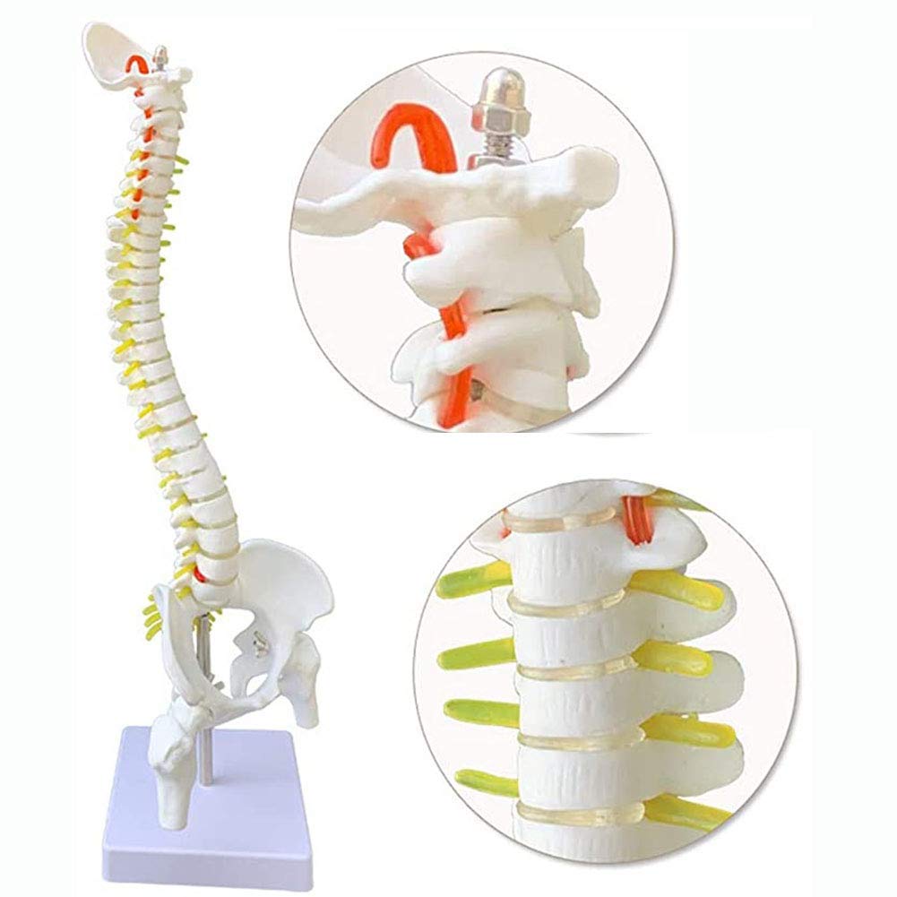 Xysqwz Learning Props Human Spine Model Life Size Spinal Cord ...