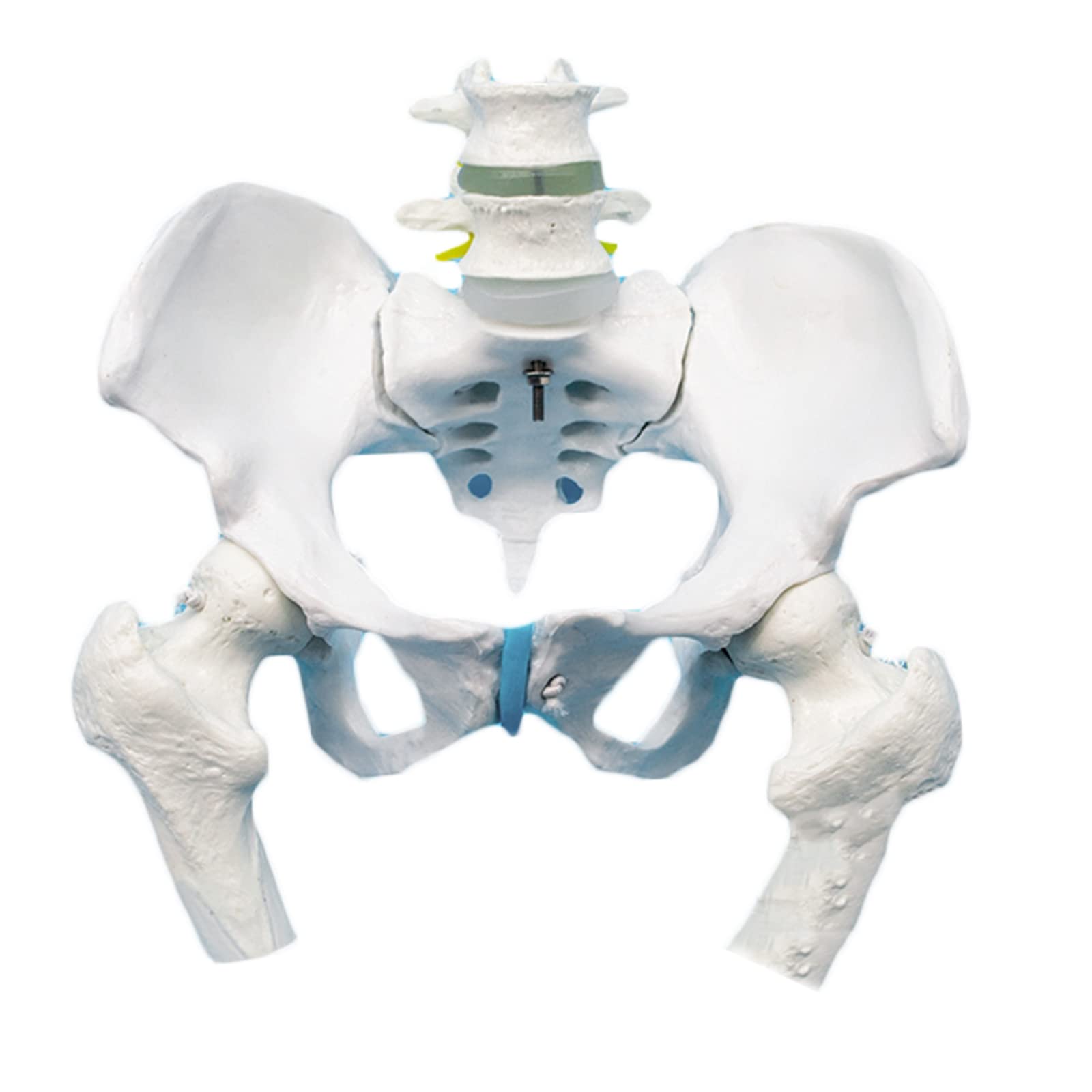 K99 Hip Bone Pelvic Model Female Pelvis Model With Lumbar | Desertcart ...