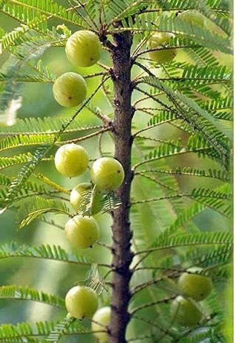 Nandini Garden Amla Plant Indian Gooseberry Amloki Tree Grafted Live ...