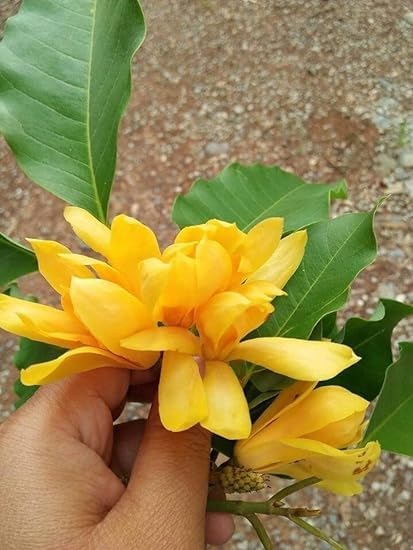Golden Champa(Grafted) Sonchafa flower Michelia Hirwa Chafa Magnolia ...