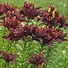 Amazon.com : 10-Pack Dark Red Mapira Asiatic Lily Bulbs for Planting ...