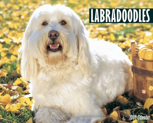 Just Labradoodles 2009 Calendar: Willow Creek Press: 9781595437150 ...